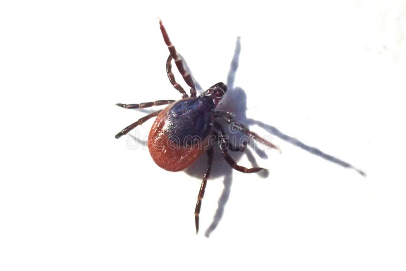 Small tick insect stock photo. Image of white, tick - 366043802