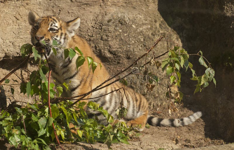 Small tiger stock photo. Image of looking, grand, beast - 28390864