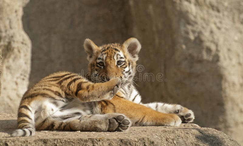 Small tiger stock photo. Image of asia, outside, white - 28402944