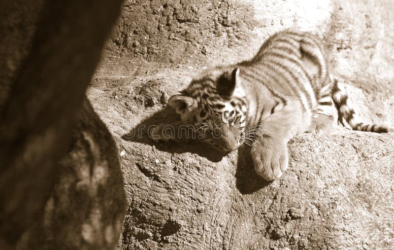 Small tiger stock image. Image of vivid, grand, predator - 28410187