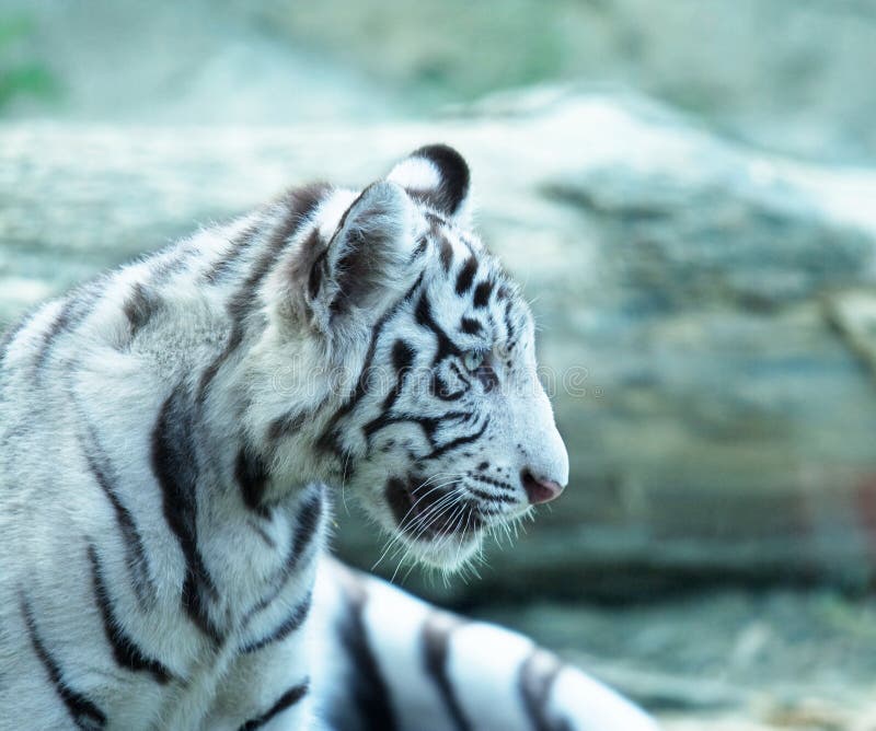 Small tiger stock photo. Image of nature, white, mammal - 54188192