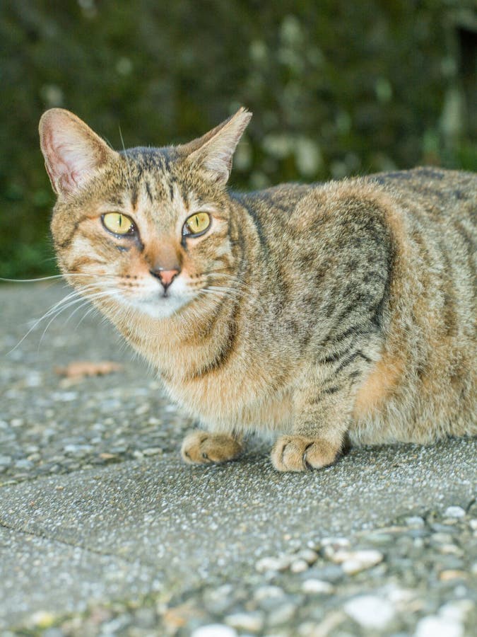 A Small Tiger Cat is Crouching. Stock Photo - Image of snout, looking ...