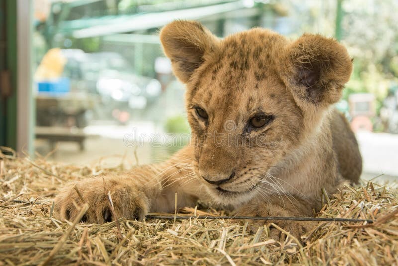 Small tiger cub stock photo. Image of beauty, animal - 156481880