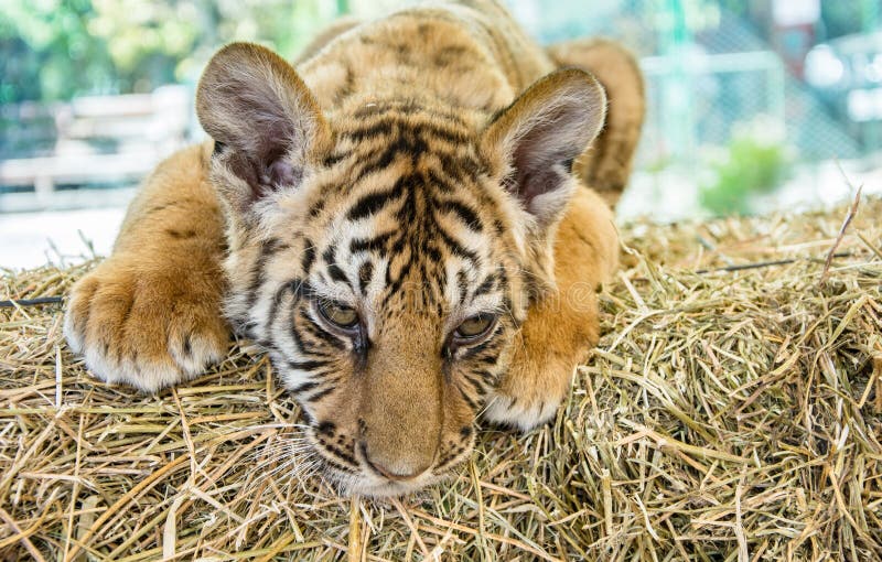 A Small Cat and a Big Tiger Stock Image - Image of feline, whiskers ...