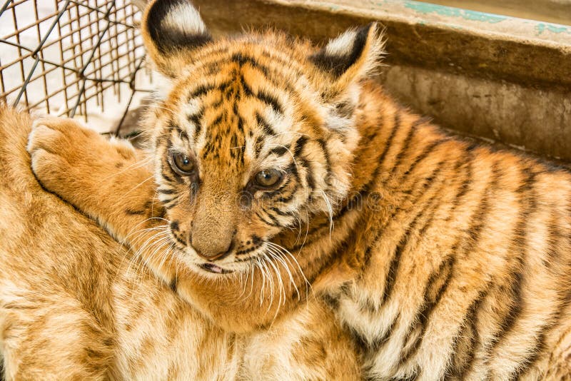 A Small Cat and a Big Tiger Stock Image - Image of feline, whiskers ...