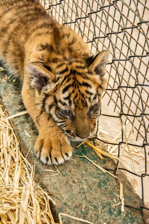 Small tiger cub stock image. Image of postcard, adorable - 107015217