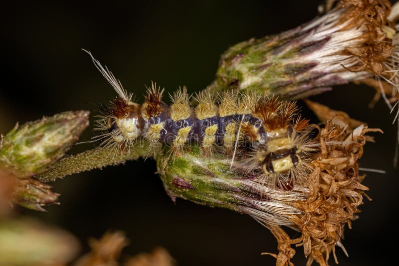 Small Tiger Moth Caterpillar Stock Photo - Image of insect, arthropod ...