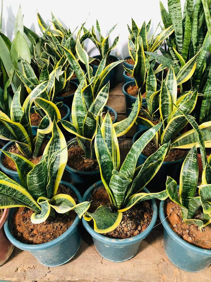 183 Small Tiger Plants Stock Photos - Free & Royalty-Free Stock Photos ...