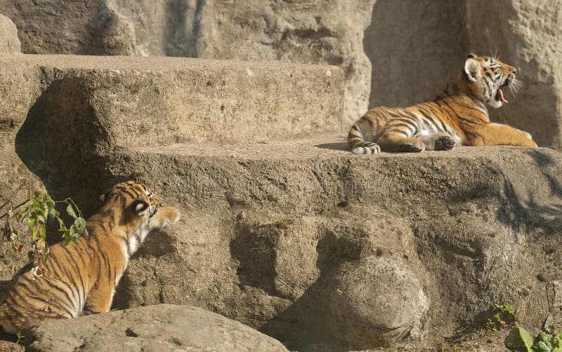 Small tigers stock image. Image of beast, grand, fauna - 28390855