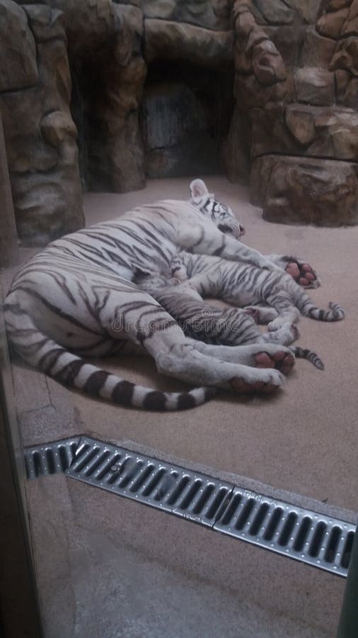 Small tigers and big tiger stock photo. Image of small - 72587328