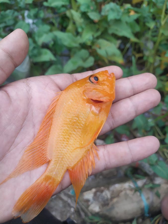 Small Tilapia with a Bright Orange Color Stock Photo - Image of tilapia ...