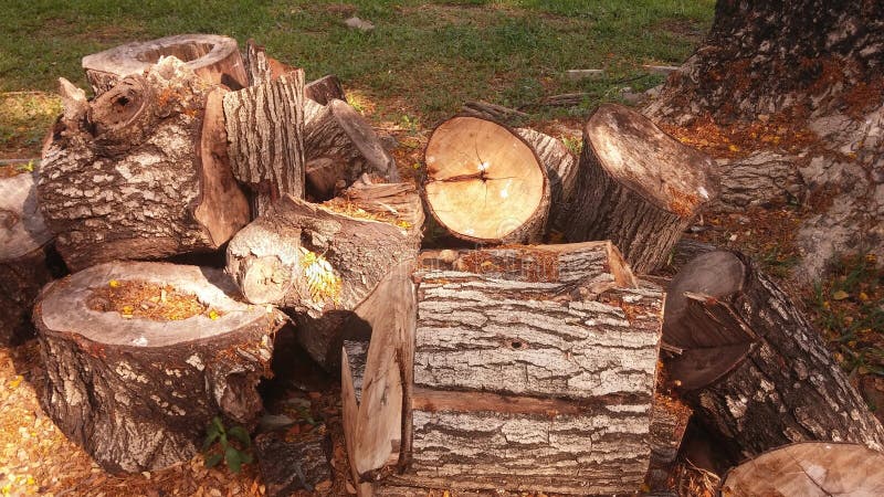 Small Timber on Grass stock image. Image of tree, wood - 71482087