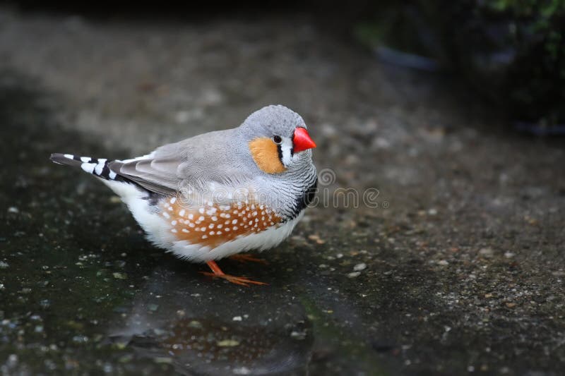 Small Tiny Bird Called a Zebra Finch Stock Photo - Image of bird ...