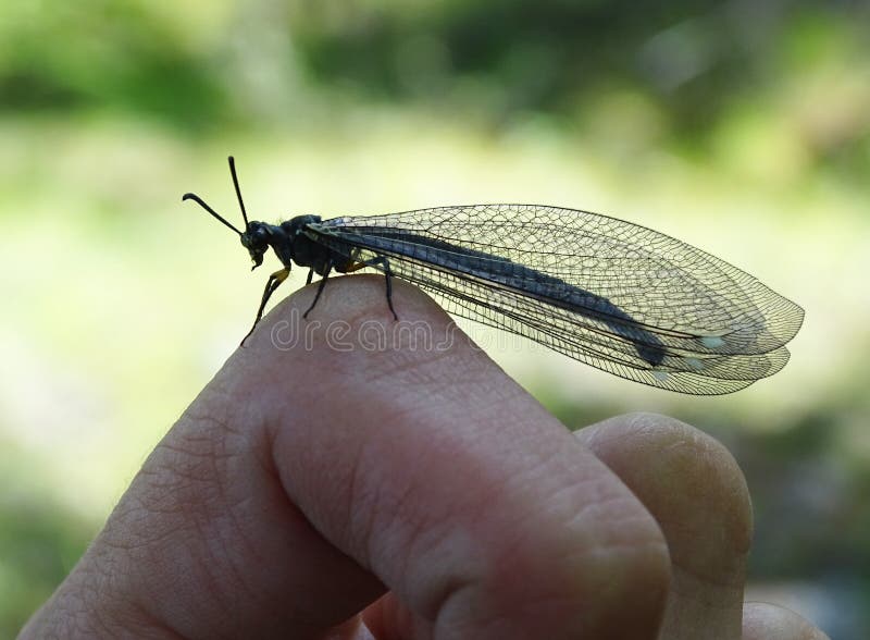 A Small Tiny Butterfly with Thin Transparent Mesh Wings. Side View ...