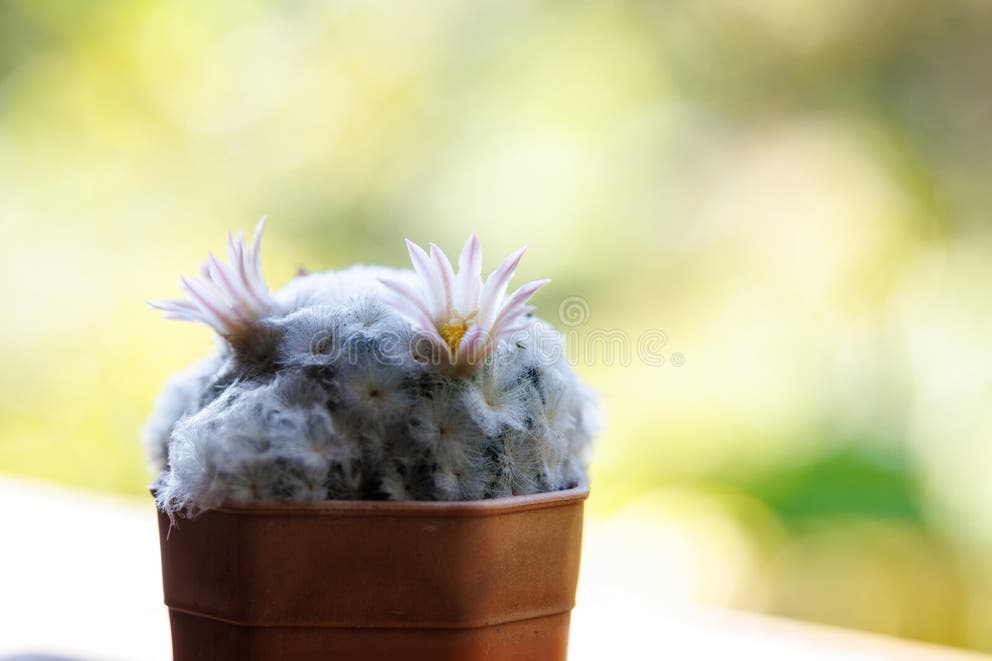 Small Tiny Cactus on Natural Light Background Stock Photo - Image of ...