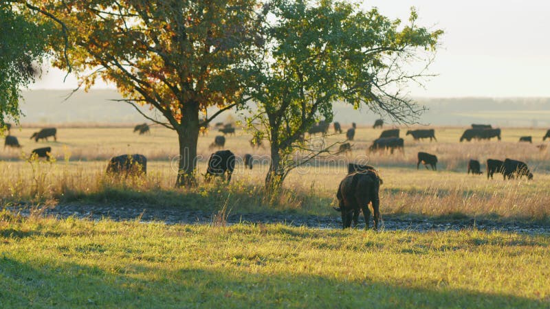 Small Tiny Calf Grazing on Pasture Grass Field. Cow in Meadow during ...