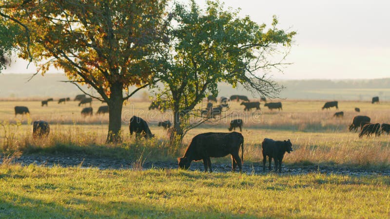 Small Tiny Calf Grazing on Pasture Grass Field. Cow in Meadow during ...