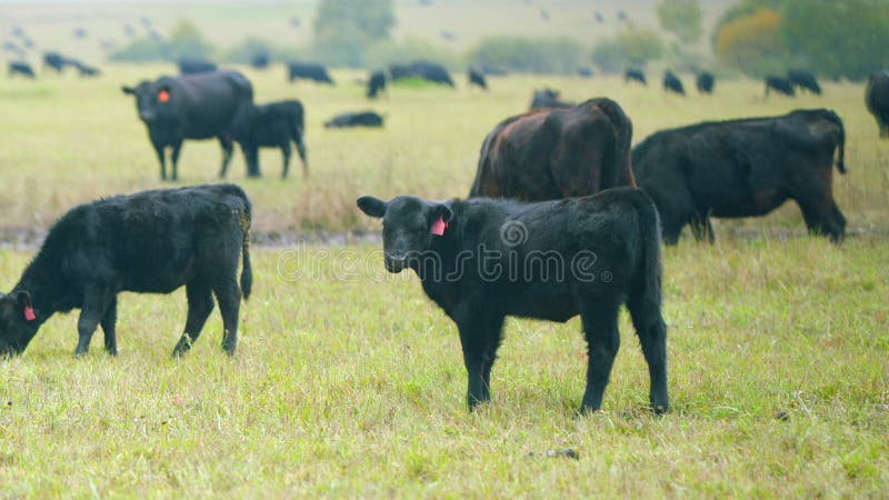 Small Tiny Calf Grazing on Pasture Grass Field. Cows Graze in Meadow ...