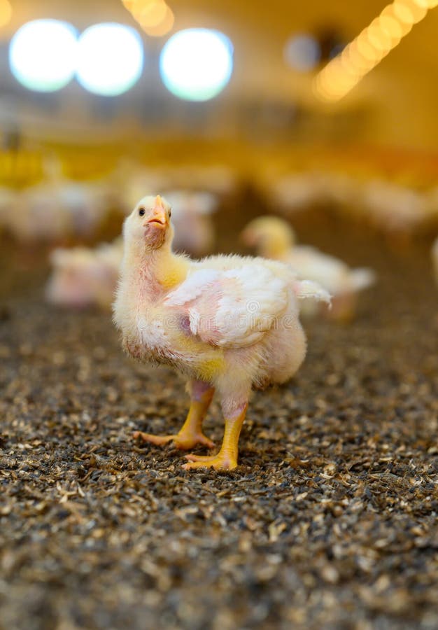 Small Tiny Cute Chicks Farming Organic. Close Up Tiny Yellow Chick ...