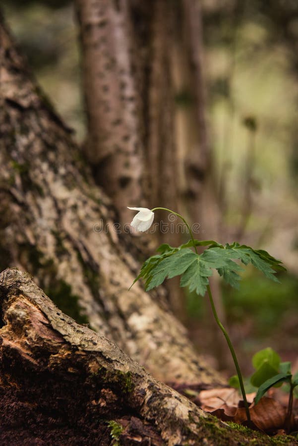 Small Tiny Flower in a Deep Forest, Near Old Trees Stock Photo - Image ...