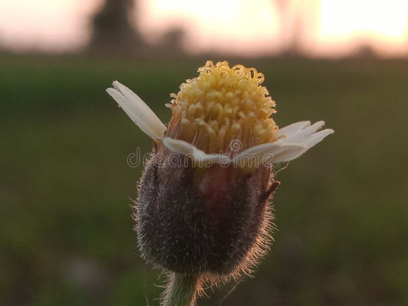 Small Tiny Flower in Field Area Stock Image - Image of tiny, fruit ...