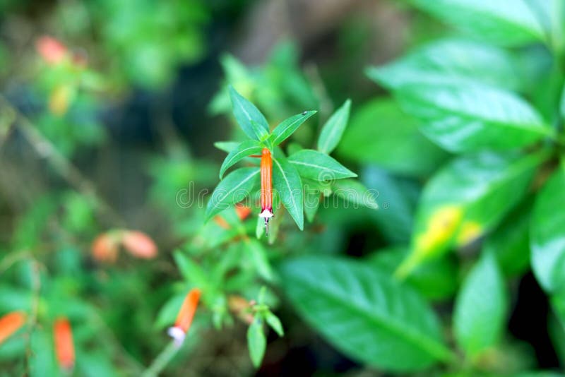 Small Tiny Flower and Leaf Plant Stock Image - Image of plant, growth ...