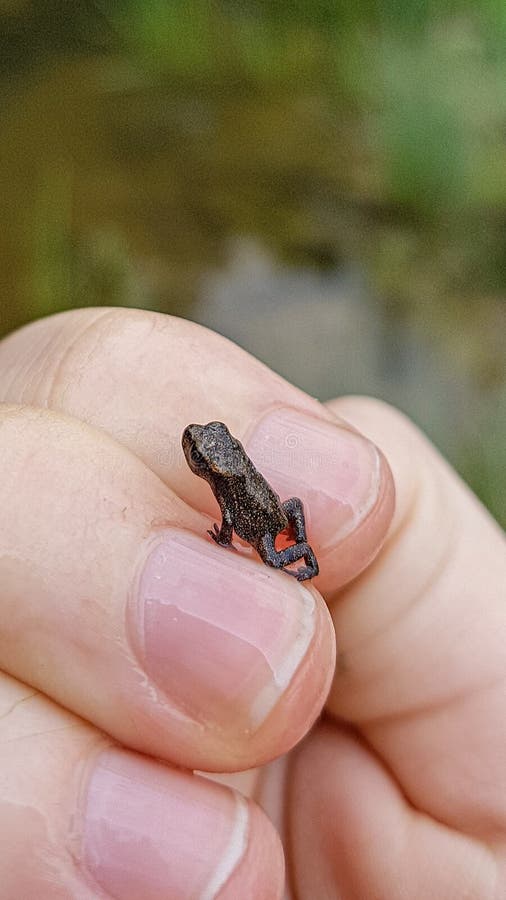 Small tiny frog stock image. Image of organ, finger - 244081985