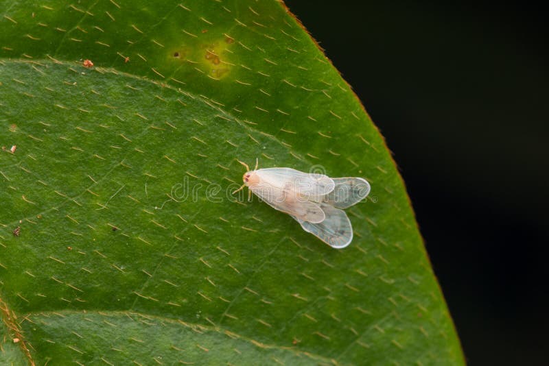 Small and Tiny Leaf Hopper on Mating on Green Leaf Stock Photo - Image ...