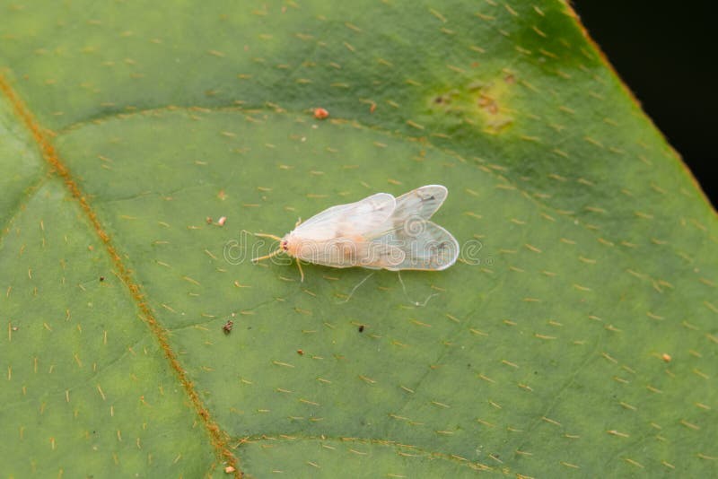 Small and Tiny Leaf Hopper on Mating on Green Leaf Stock Photo - Image ...