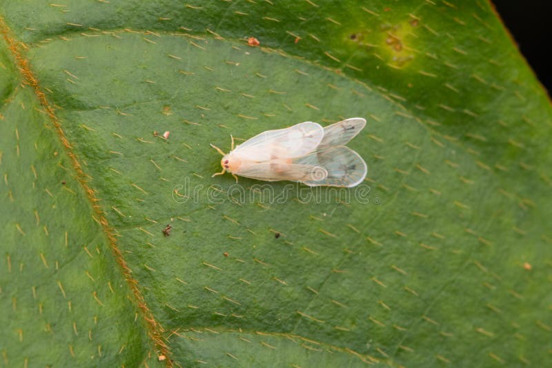 Small and Tiny Leaf Hopper on Mating on Green Leaf Stock Photo - Image ...