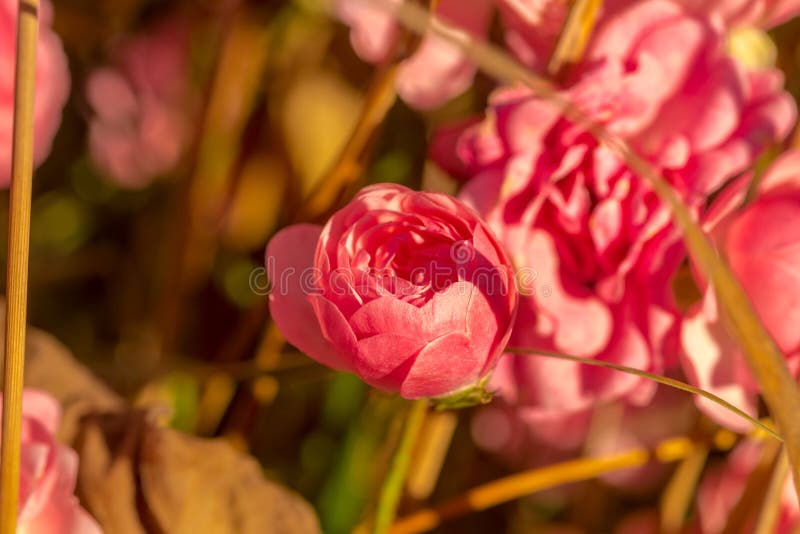 A Small Tiny Pink Rose Bloomed in the Home Garden in Autumn. Stock ...