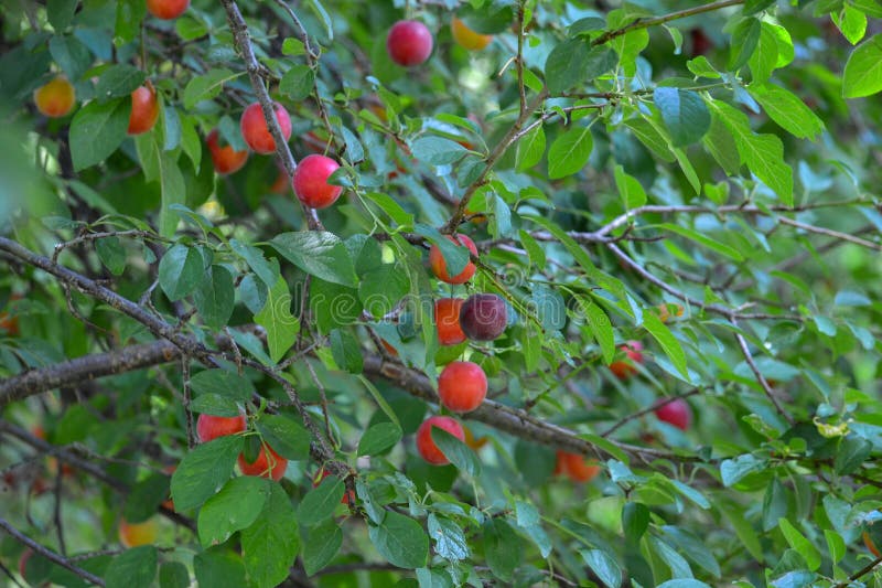 Plums stock photo. Image of shrub, autumn, wildflower - 328037246