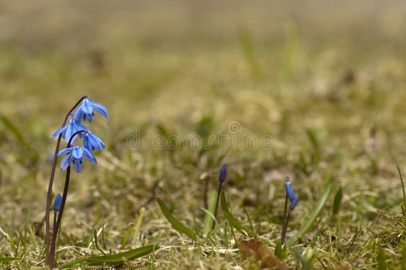Loneliness stock image. Image of plants, melaina, flowering - 30054297