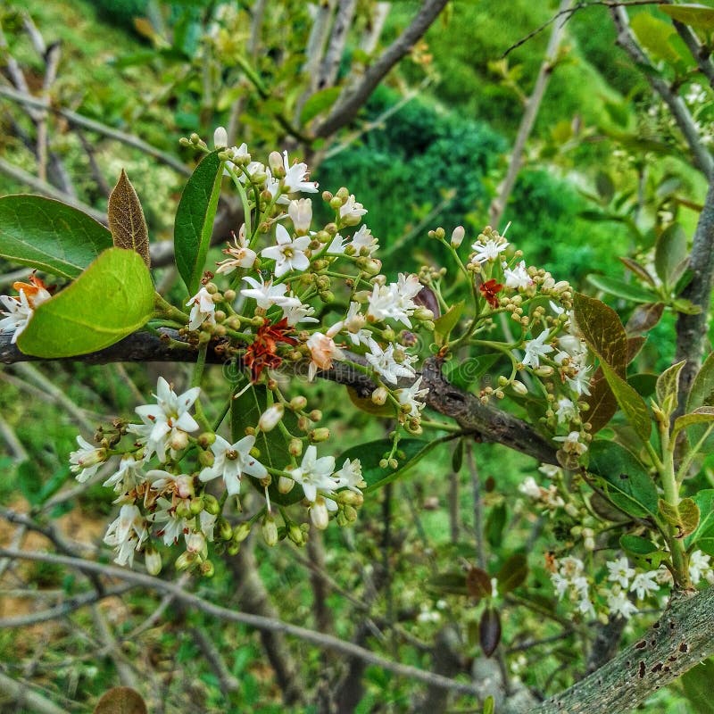 Small Tiny White Flower on the Brunch of Tree Stock Photo - Image of ...