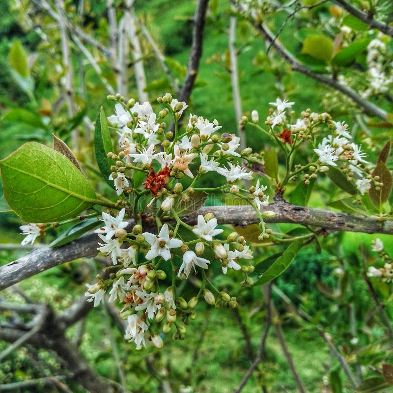 Small Tiny White Flower on the Brunch of Tree Stock Photo - Image of ...