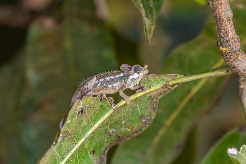 Rostrum Lizard Stock Photos - Free & Royalty-Free Stock Photos from ...