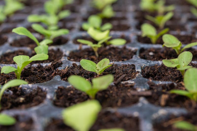 Small To Medium Sized Lettuce Seedlings, Good Root System, Beautiful ... Small To Medium Sized Lettuce Seedlings, Good Root System, Beautiful ...