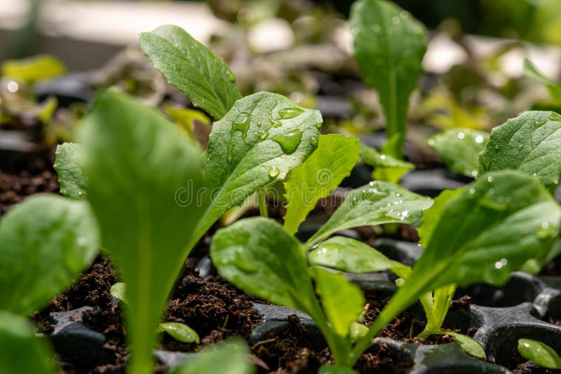 Small To Medium Sized Lettuce Seedlings, Good Root System, Beautiful ...