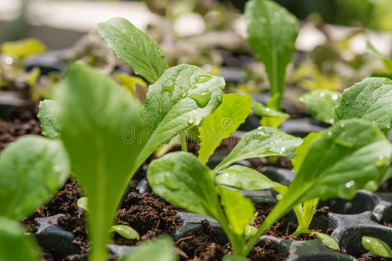 Small To Medium Sized Lettuce Seedlings, Good Root System, Beautiful ... Small To Medium Sized Lettuce Seedlings, Good Root System, Beautiful ...