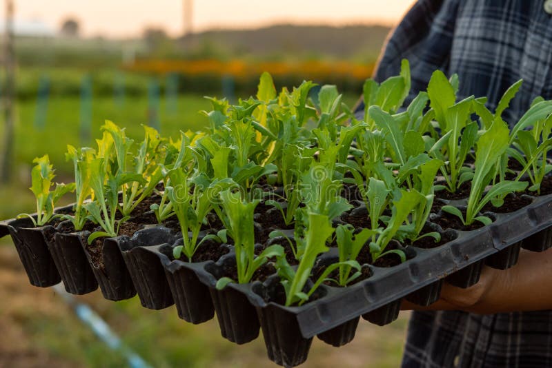 Small To Medium Sized Lettuce Seedlings, Good Root System, Beautiful ... Small To Medium Sized Lettuce Seedlings, Good Root System, Beautiful ...