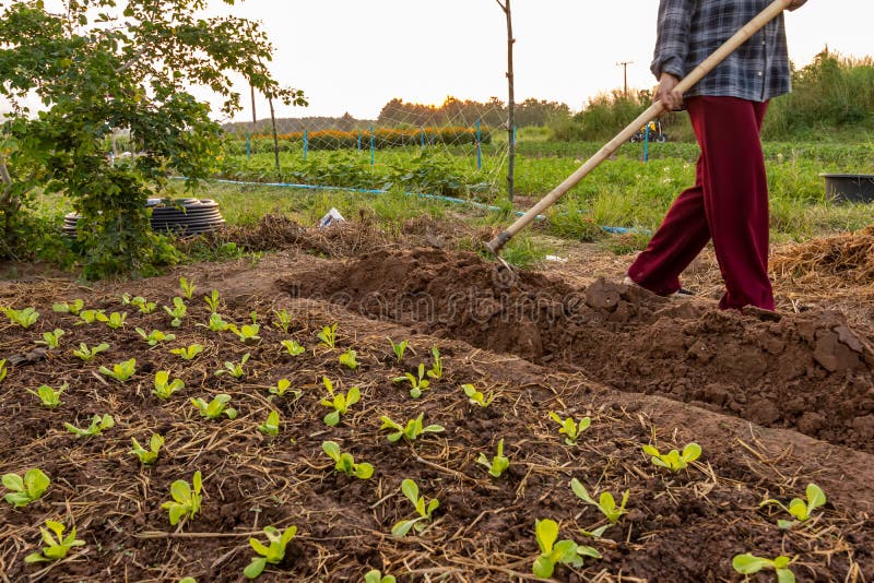 Small To Medium Sized Lettuce Seedlings, Good Root System, Beautiful ... Small To Medium Sized Lettuce Seedlings, Good Root System, Beautiful ...