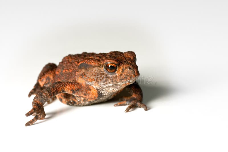 Small toad stock image. Image of bufonidae, denmark, warty - 16070753