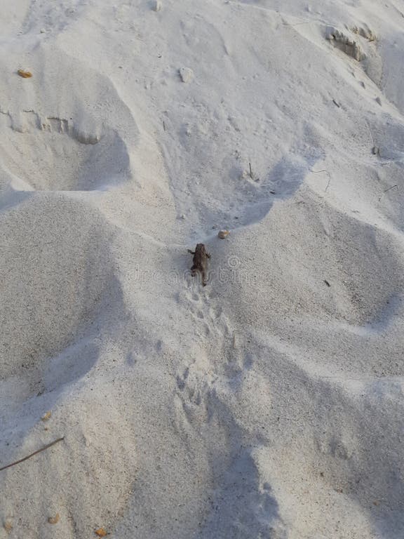 Little Toad Climbing the Sand Dunes Stock Photo - Image of floor, sand ...