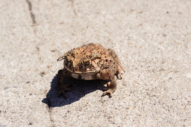 Small Toad on the Concrete Road Stock Photo - Image of closeup, floor ...