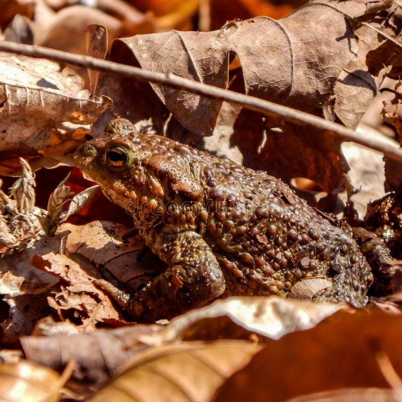 Small toad in foliage stock photo. Image of animal, nature - 247767810