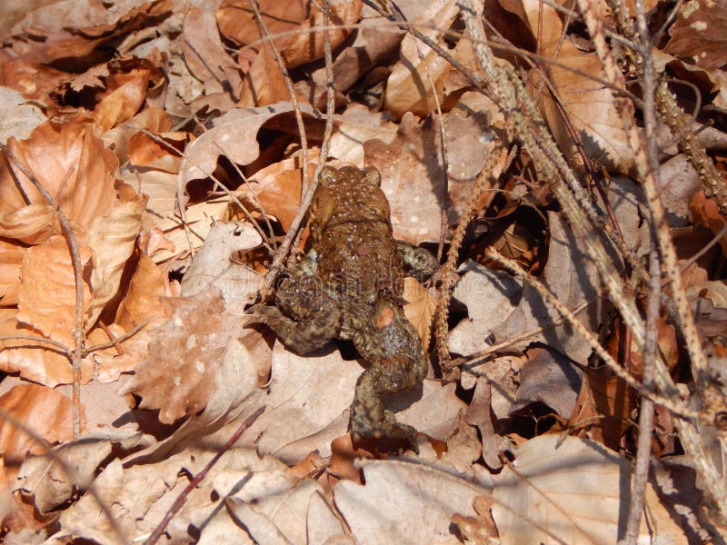 Small toad in foliage stock image. Image of autumn, wildlife - 247767821