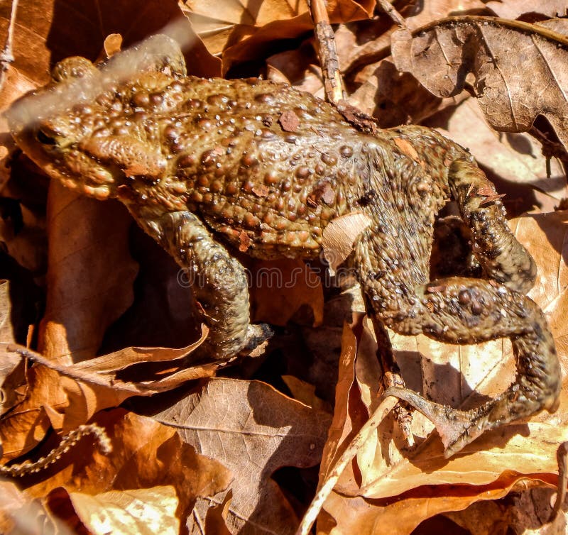 Small toad in foliage stock photo. Image of wildlife - 247767824