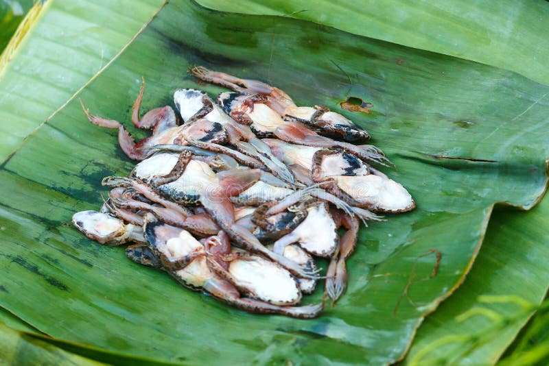 A Small Toad or Frog, a Frog, a Fresh Food Market in Thailand. Stock ...
