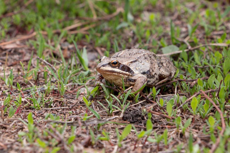 Small Toad in the Green Grass Close-up Stock Photo - Image of fauna ...