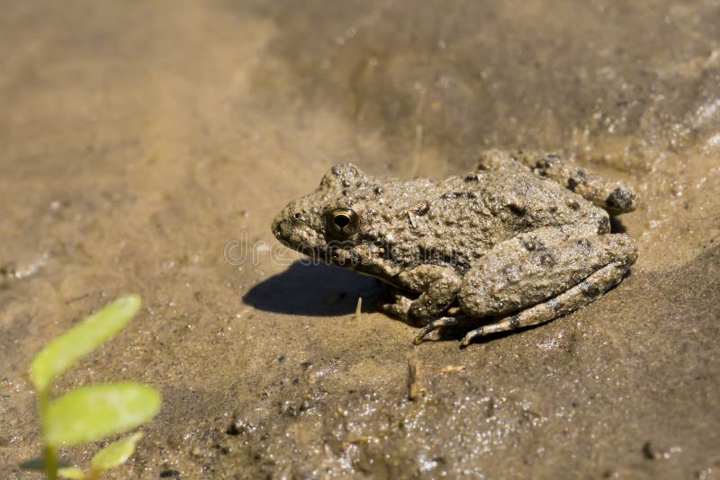 Small toad in the mud stock image. Image of macro, outdoor - 247315221
